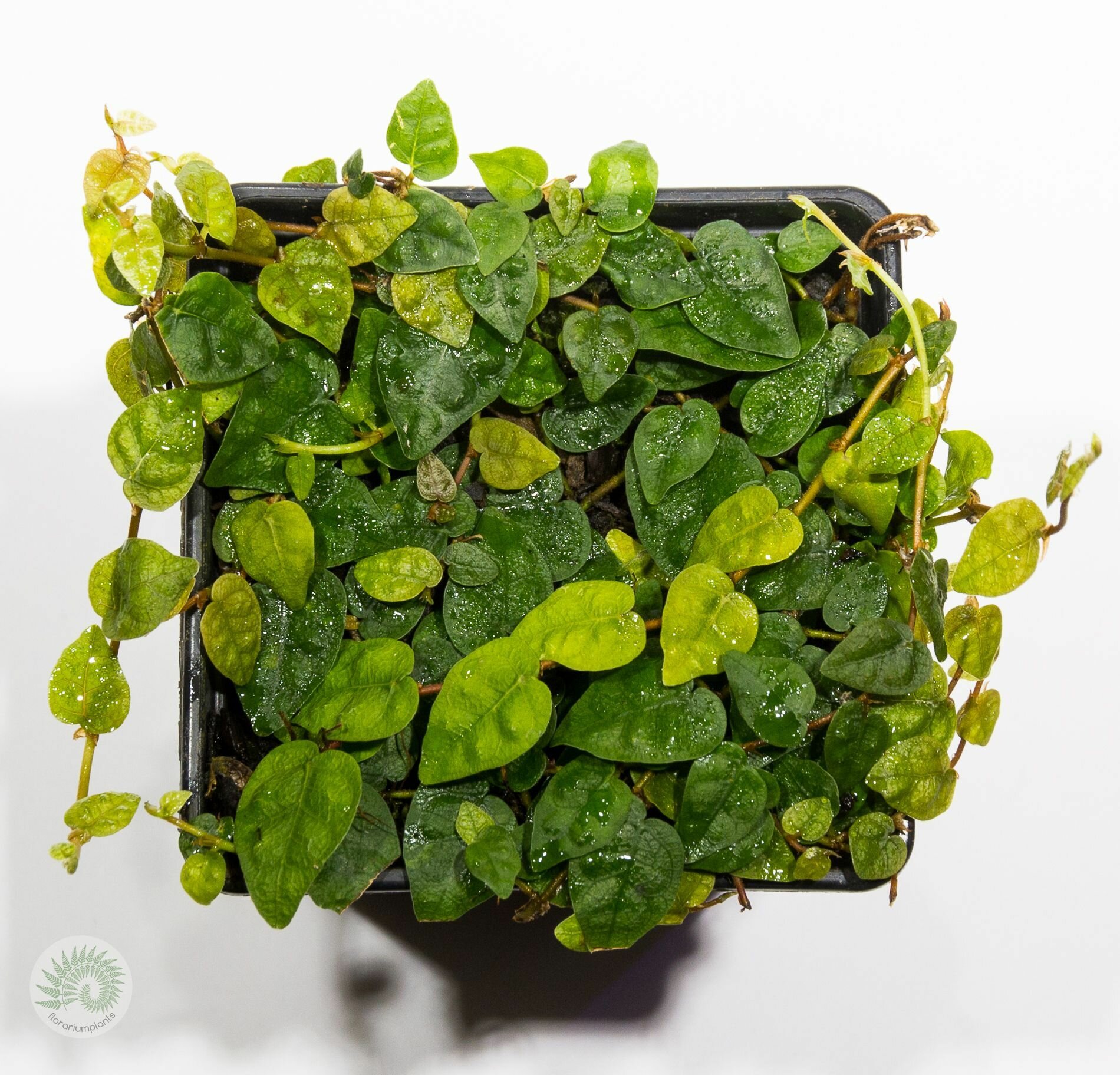 Фикус пумила минима (Ficus Pumila Minima)
