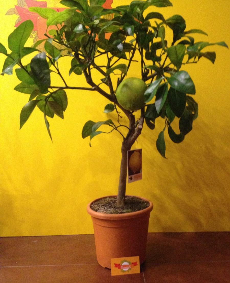 Цитрус Бергамот - Citrus bergamia D21 H70