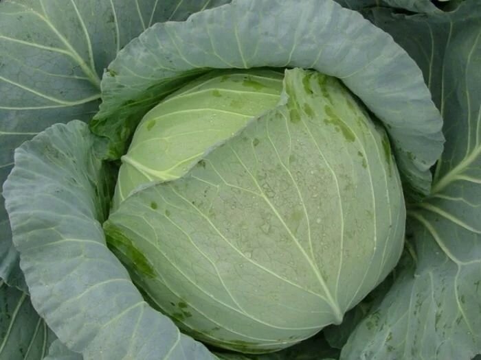 Коллекционные семена капусты б/к F1 Конкистадор для хранения