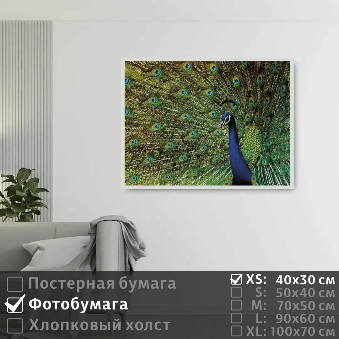 Постер на фотобумаге Павлин С Распущенным Хвостом 40х30 см ПолиЦентр