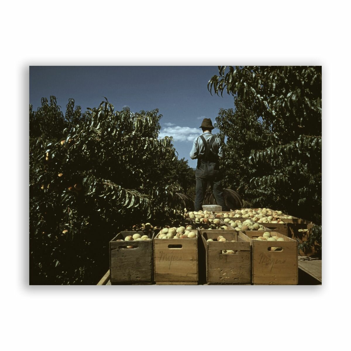 Постер, плакат на бумаге / Ретро фотографии американских рабочих - Фермер / Размер 60 x 80 см