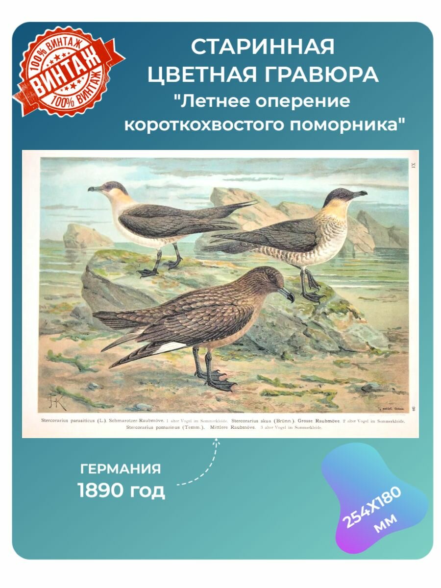 Цветная гравюра "Летнее оперение короткохвостого поморника" XIX век