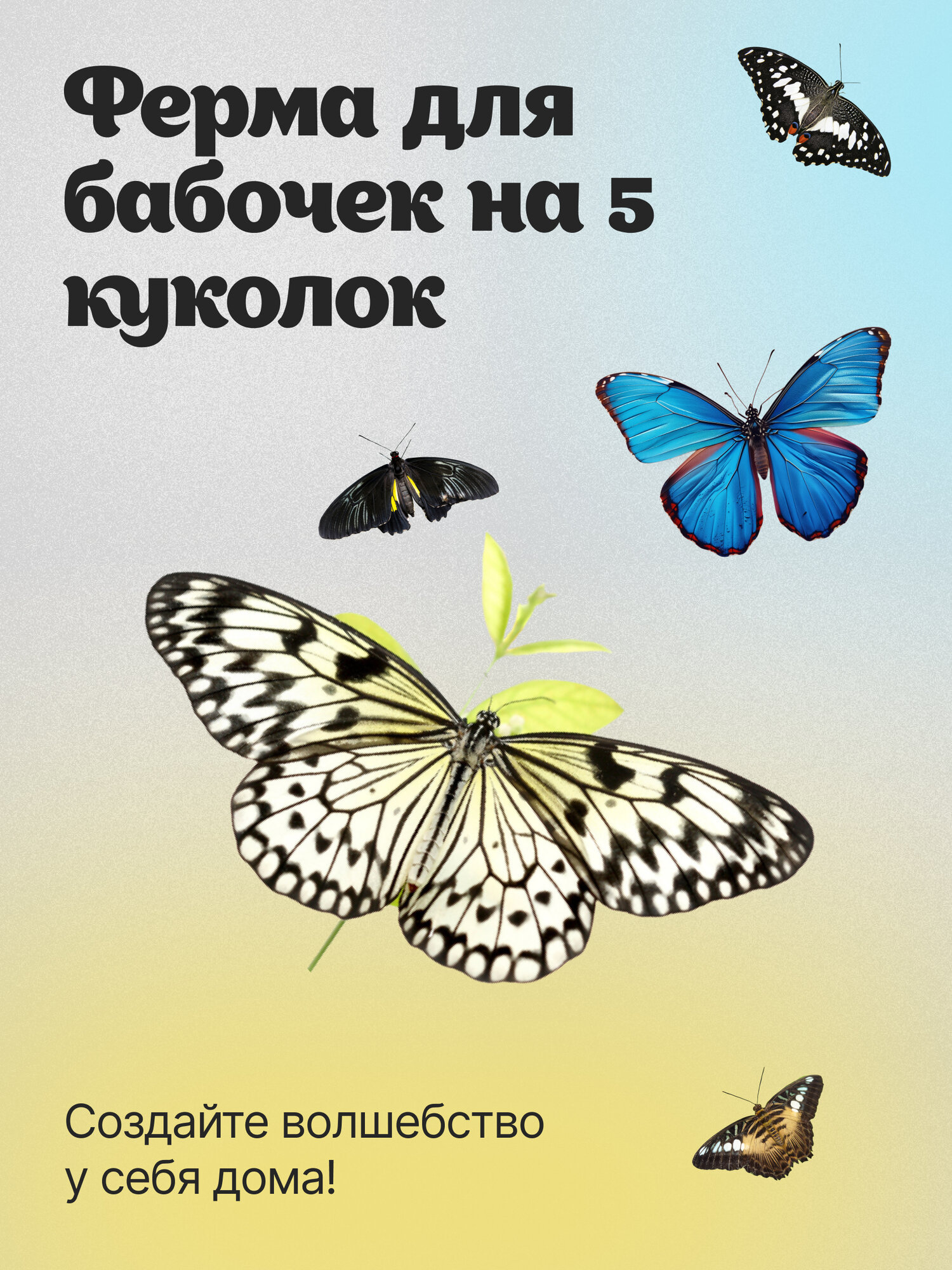 Ферма бабочек и сертификат на 4 куколки + 1 средняя, бабочкарий