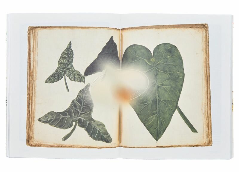 Botanical Sketchbooks T&H — фото 1