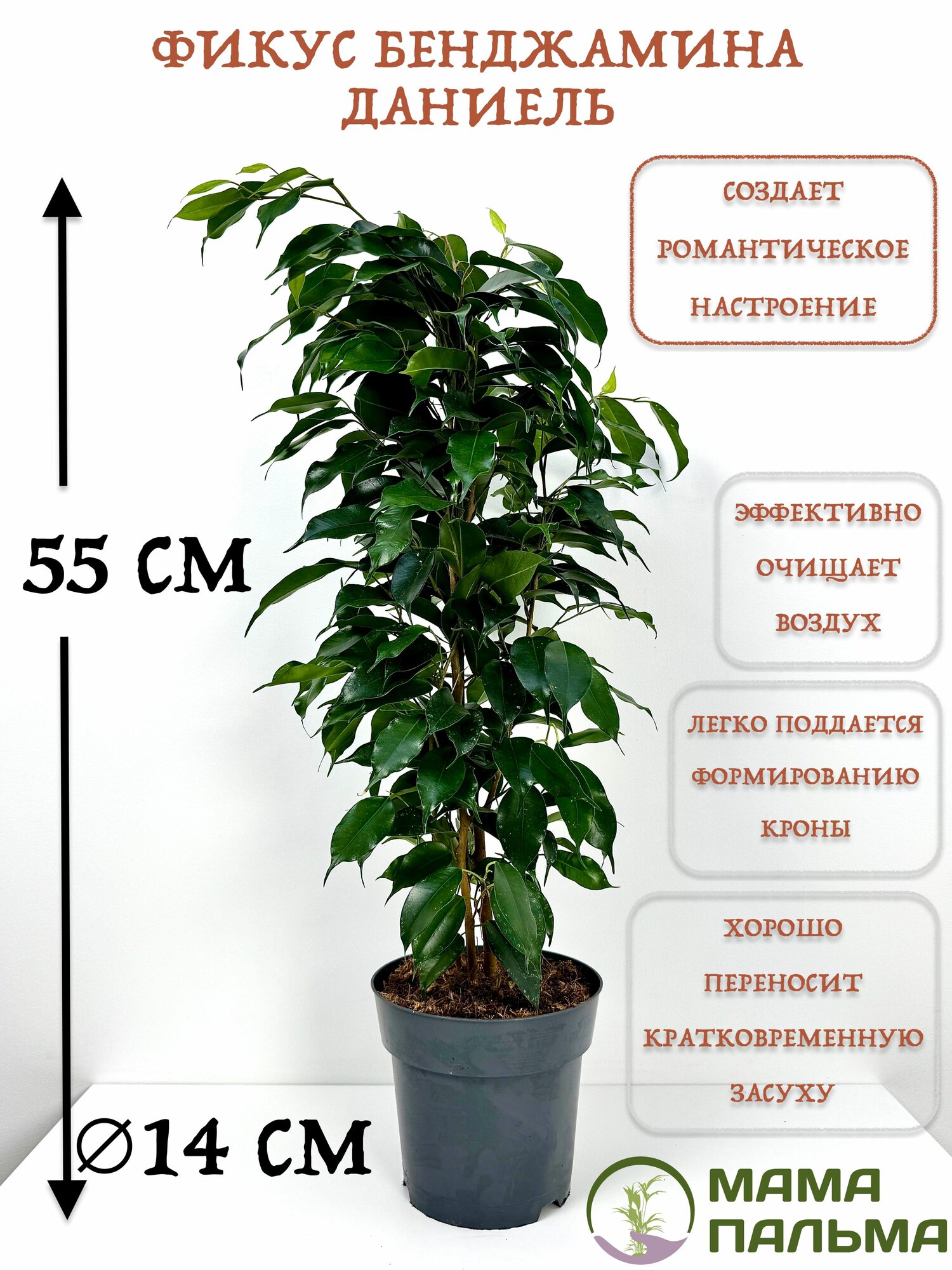 Живое растение Фикус Бенджамина Даниэль в горшке D14 высота 55 см