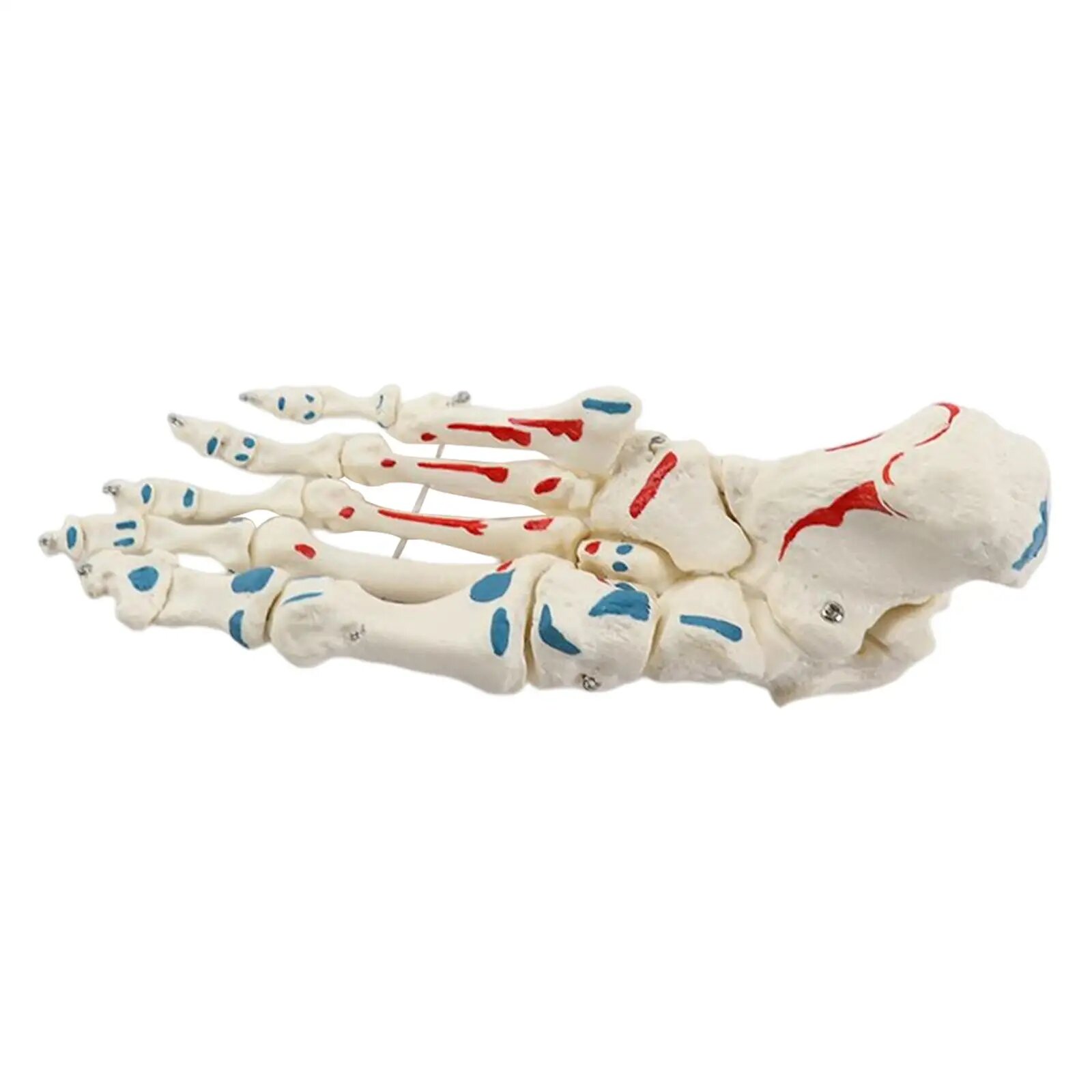 Анатомическая модель стопы Tooyful Life Size Human Foot Joint