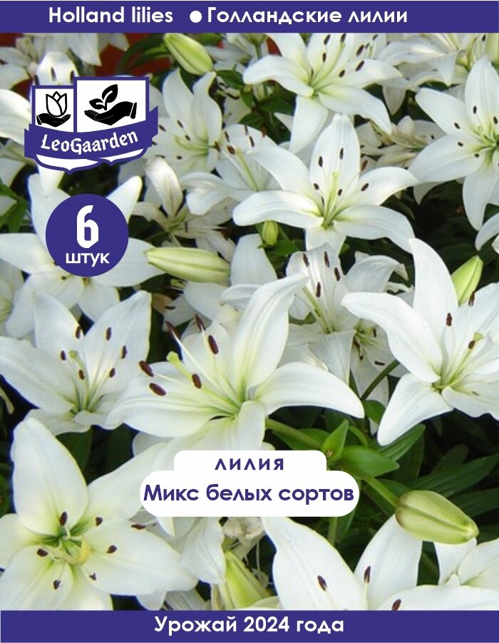 Лилия Луковица, Микс белых сортов 6шт (LeoGaarden)