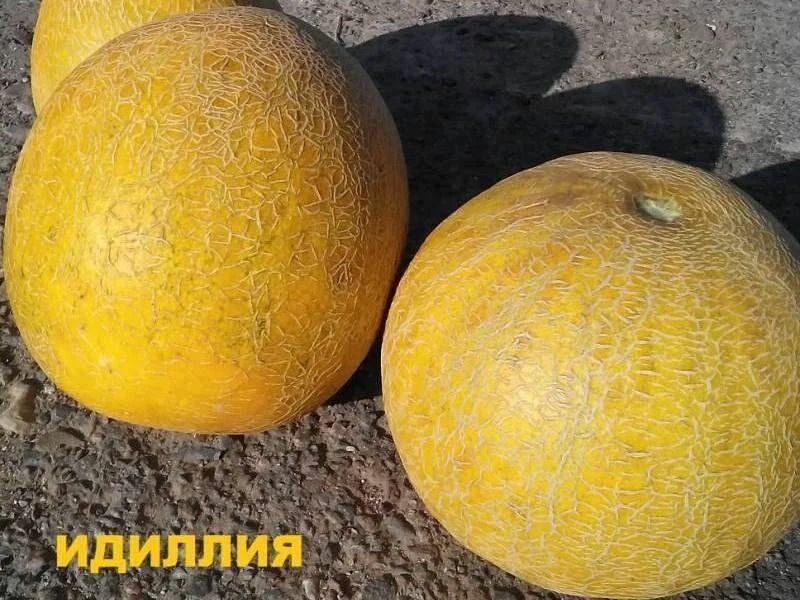 Коллекционные семена дыни Идиллия