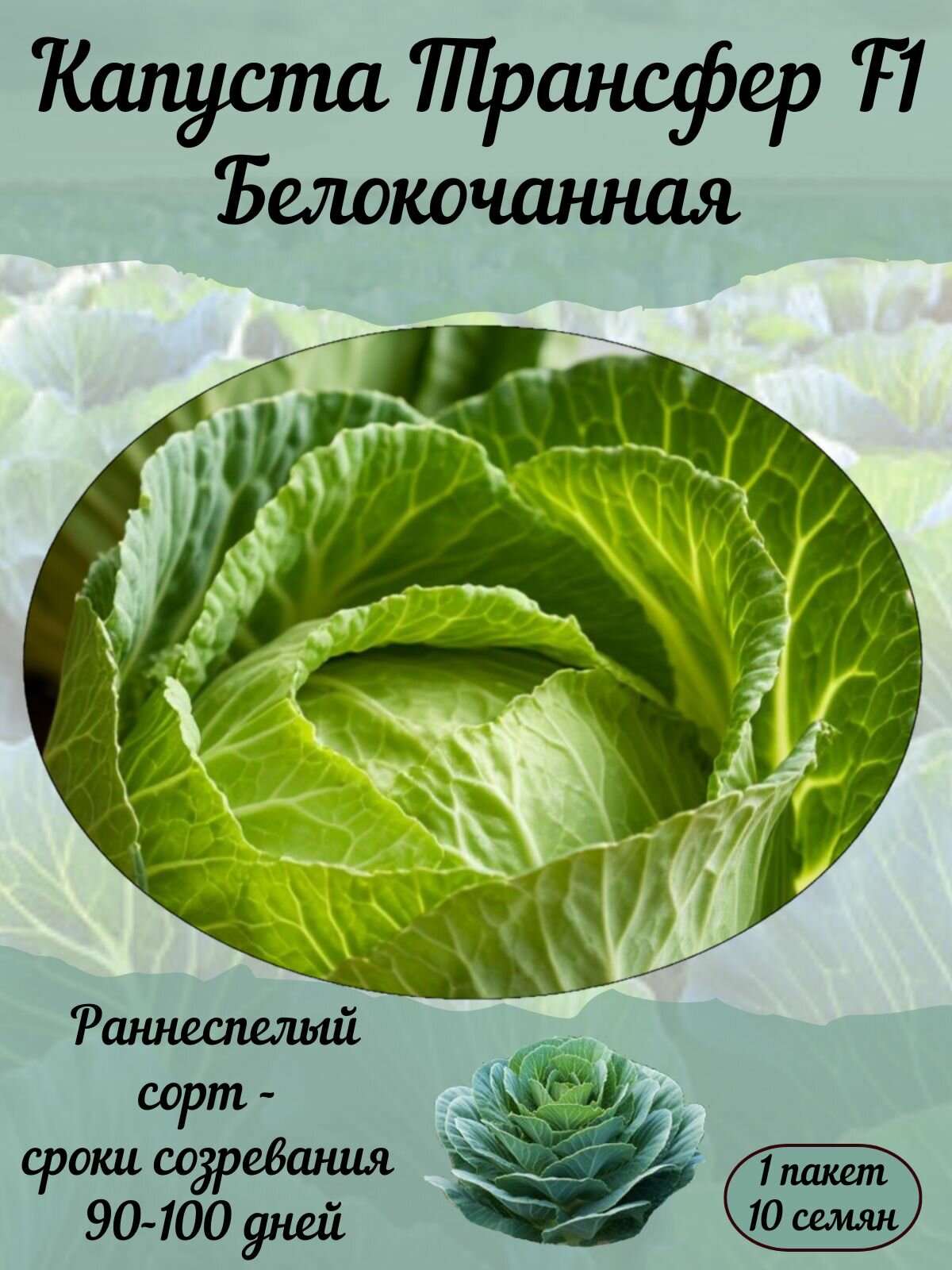 Капуста Трансфер F1 Белокочанная, 10 шт, 15 гр.