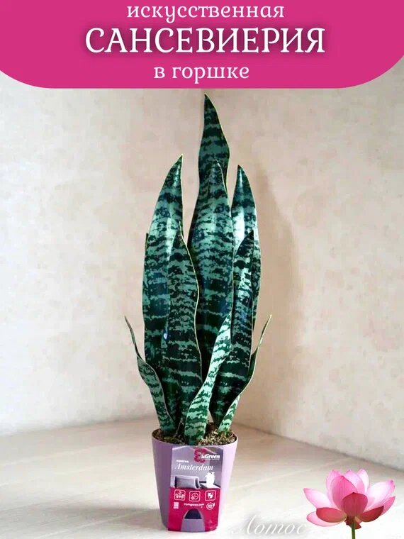 Сансевиерия в горшке от "Лотос"