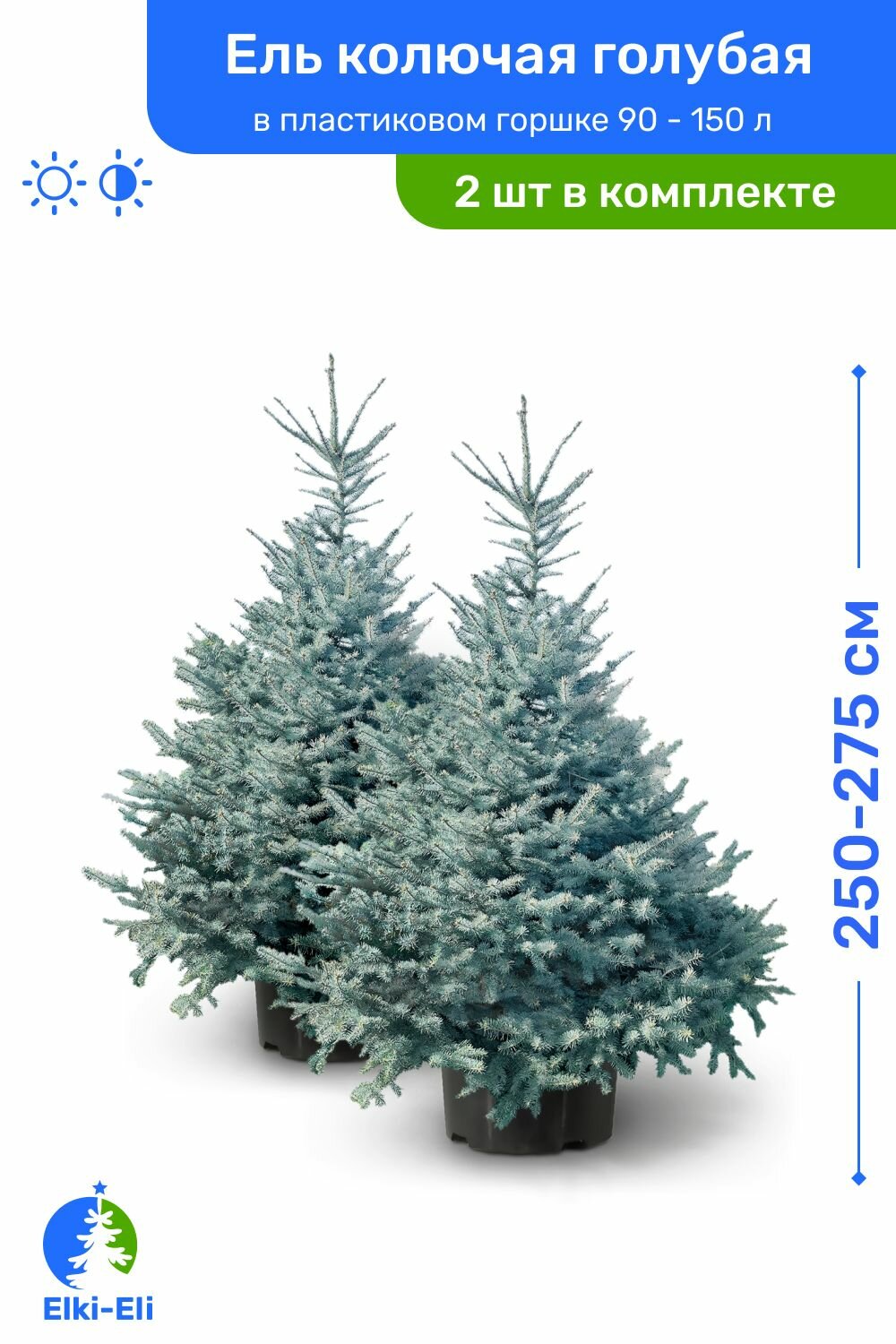 Ель колючая голубая 250-275 см в пластиковом горшке 90-150 л, саженец, хвойное живое растение, комплект из 2 шт