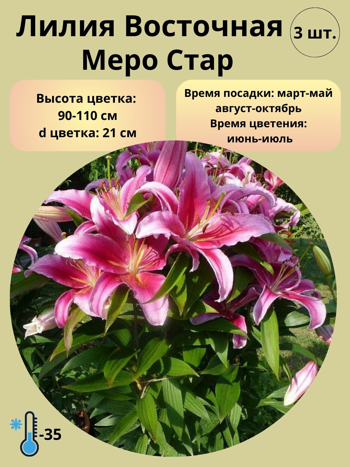 Лилия Восточная, луковицы 3 шт