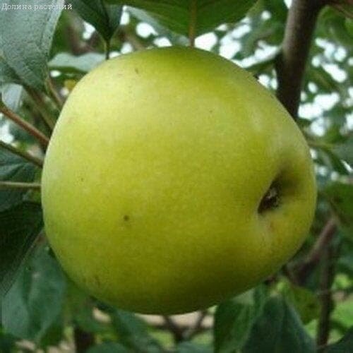 Яблоня Коштеля/Зимняя (1 саженец), Россия