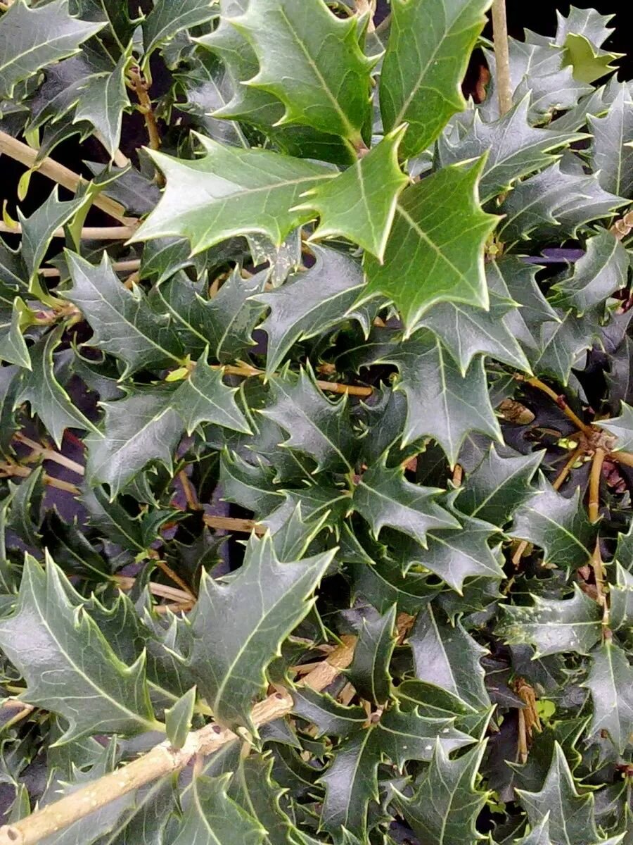 Османтус Разнолистный семена 10 штук