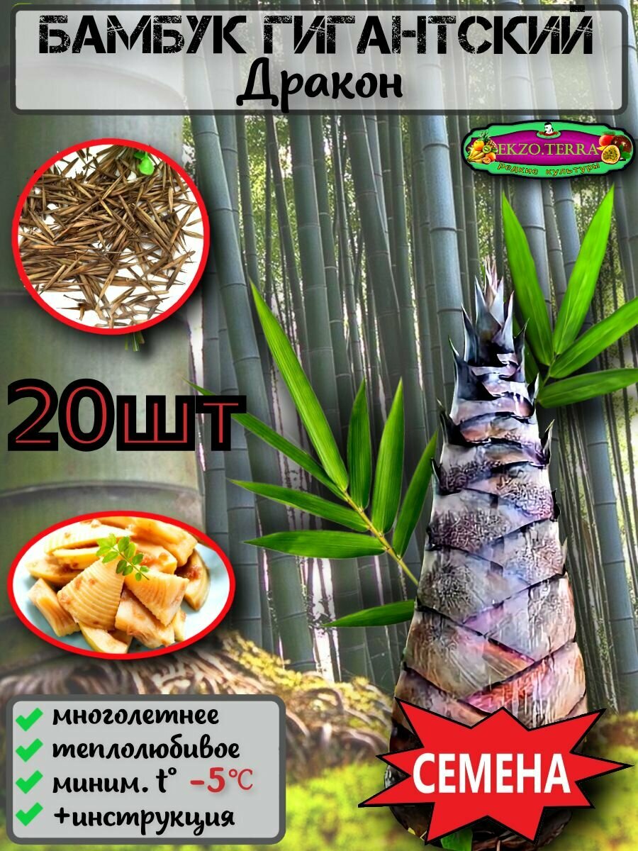 Семена Бамбук гигантский "Дракон" 20 шт.