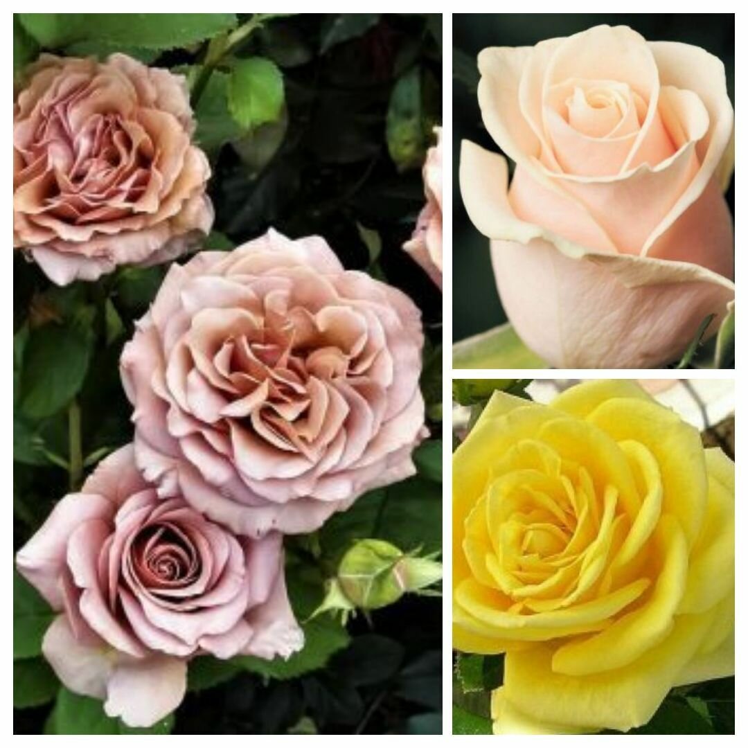 Комплект чайно-гибридных роз Леся 3 шт