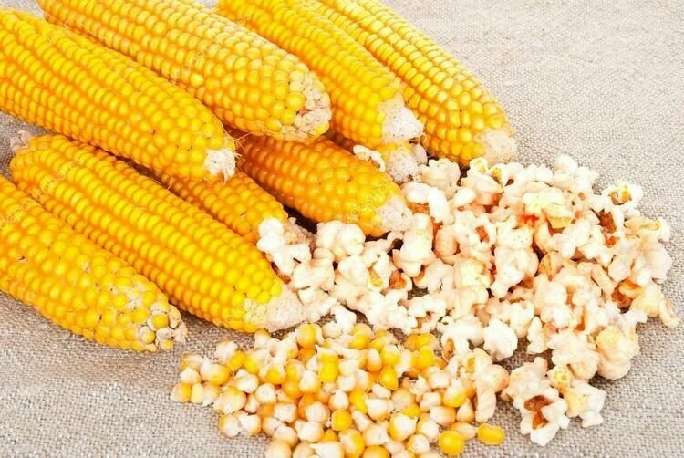 Семена Кукурузы "Попкорн", 10 шт. семян