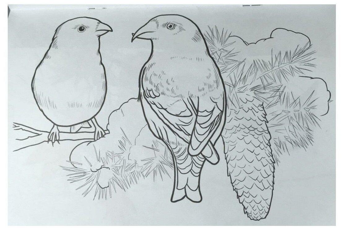 Раскраска Птицы Вохринцева Светлана 3+