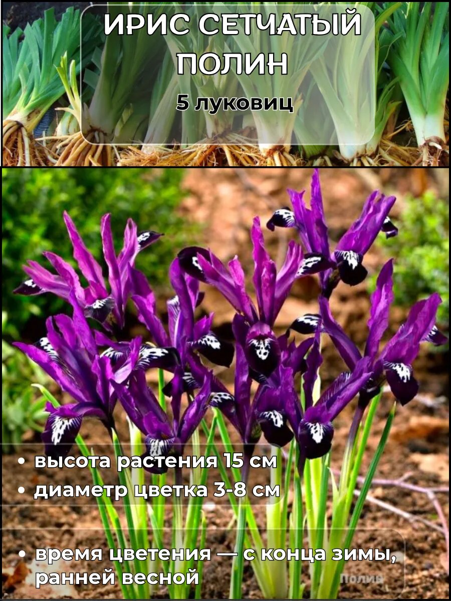 Ирис луковичный, луковицы 5 штук