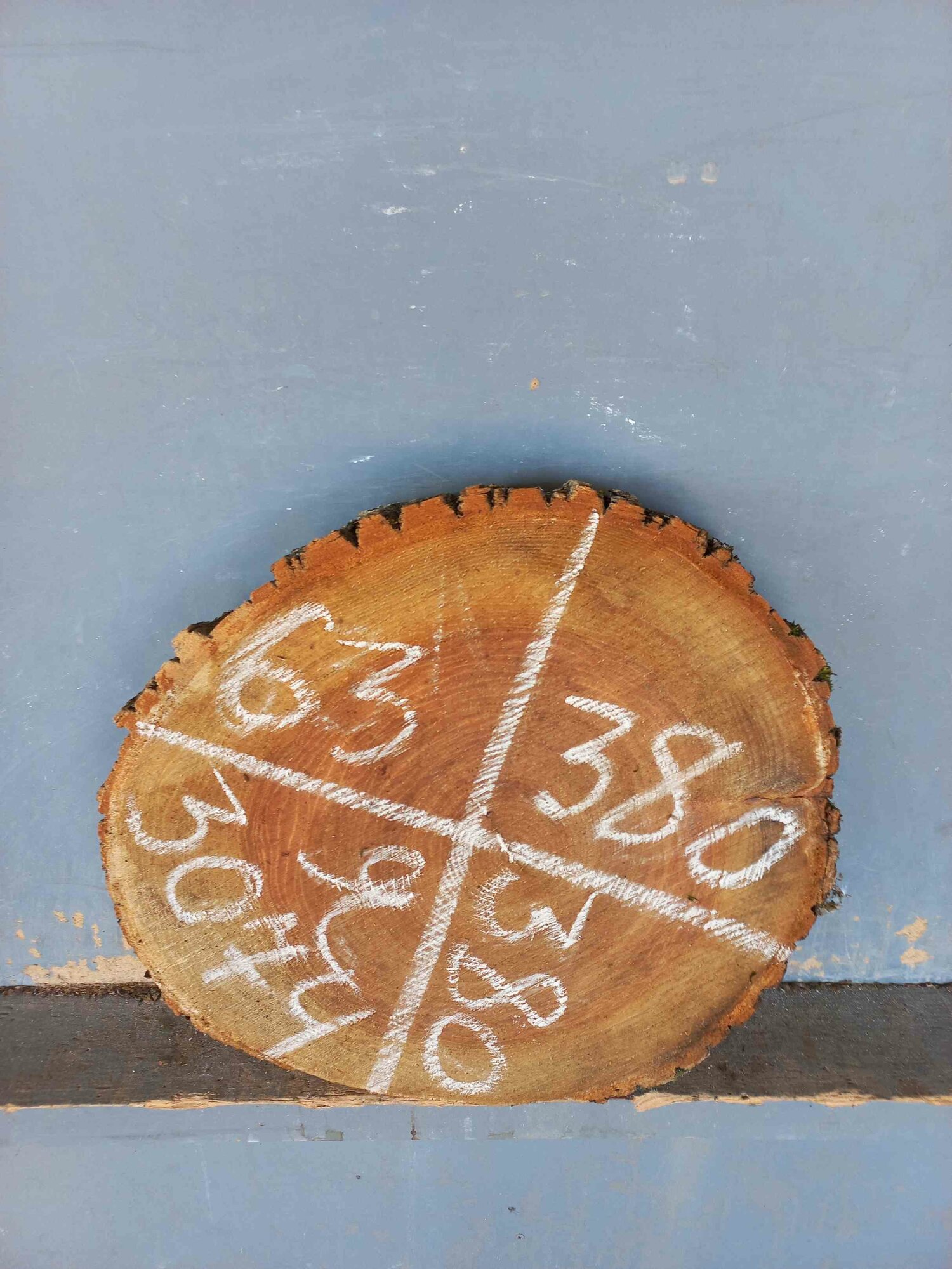 Спил торцевой доклес №3074, ясень, для столешниц/подоконников/полок, цельный, сухой, 38см.