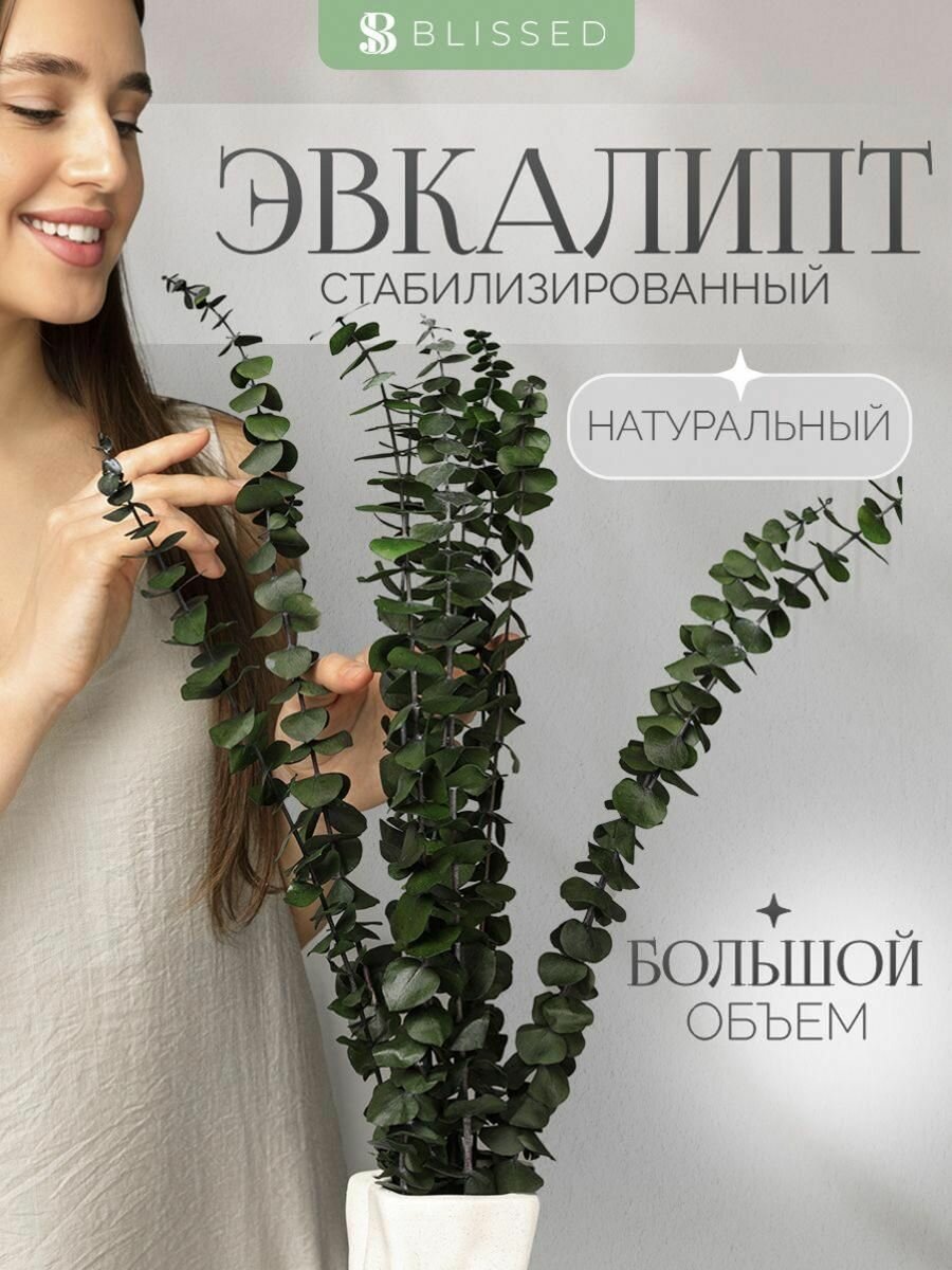 Сухоцветы для декора эвкалипт стабилизированный