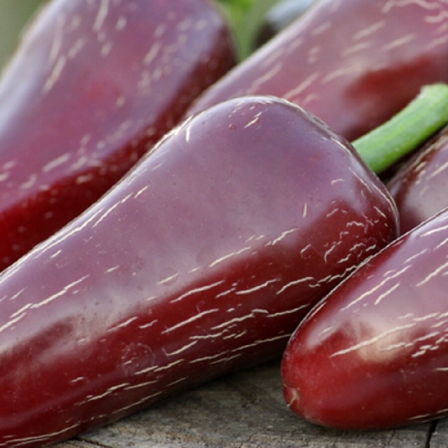 Семена Deodar SEEDS COMPANY Перец острый Jalapeno Black Maroccan 5 шт.