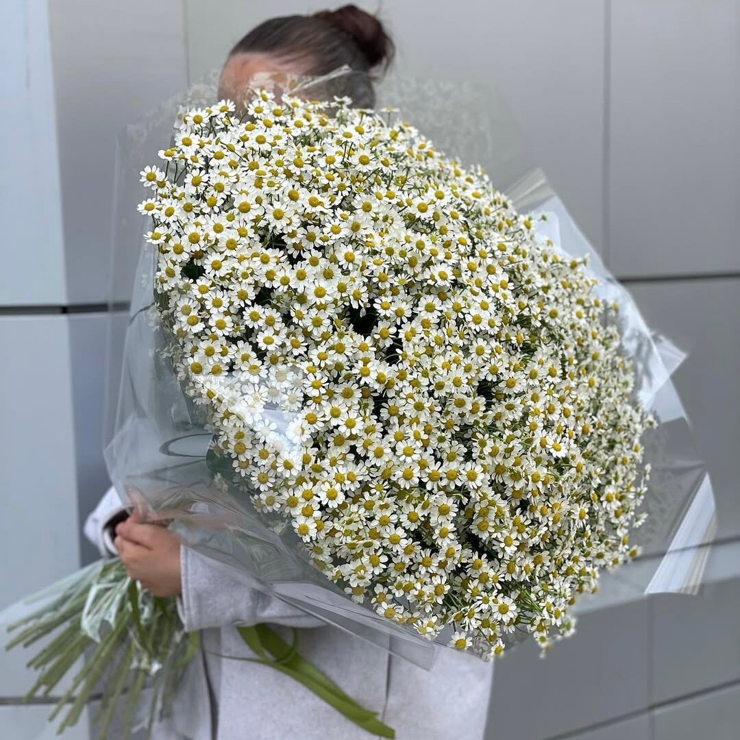 Букет из ромашек 51 шт, красивый букет цветов, шикарный, премиум цветы, премиум букет