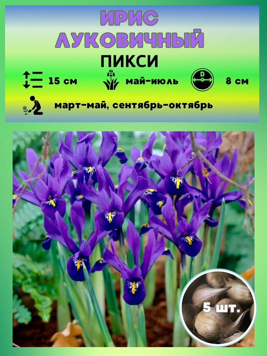 Ирис луковичный 5шт.