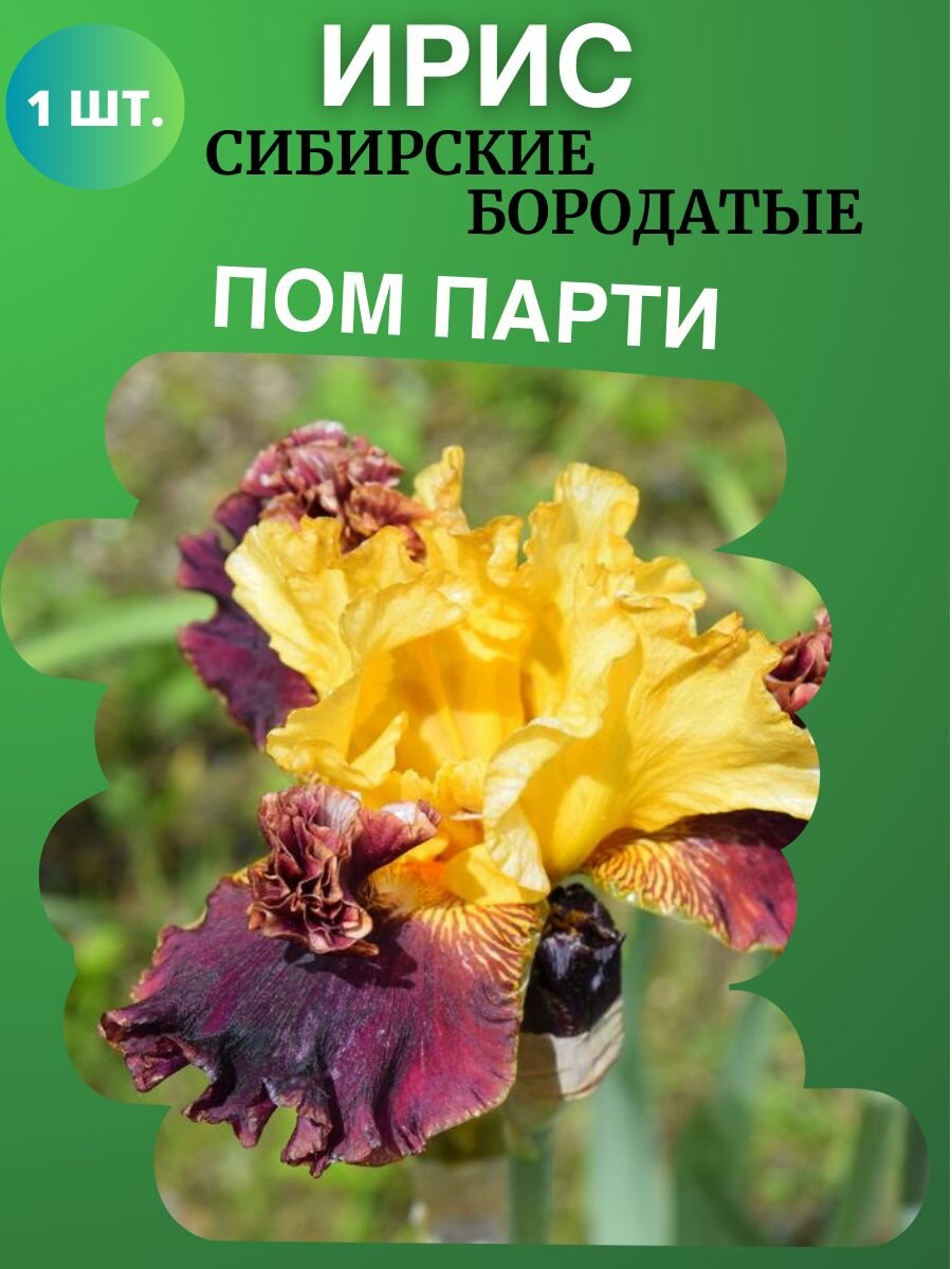 Ирис бородатый, корень 1 шт.