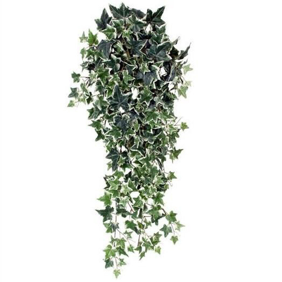 Хедера Хеликс Питсбург - Hedera Helix Pittsburg D25 H80