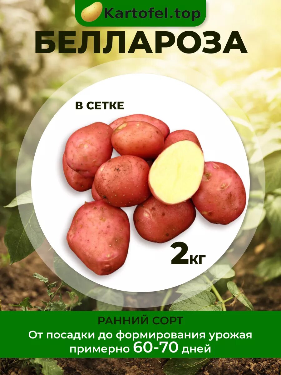 Картофель семенной Беллароза 2 кг