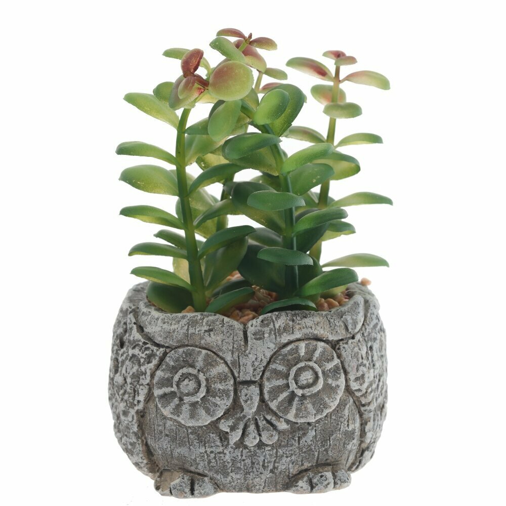 Цветочная композиция Суккулент, 11х11х12 см KSM-814266_1