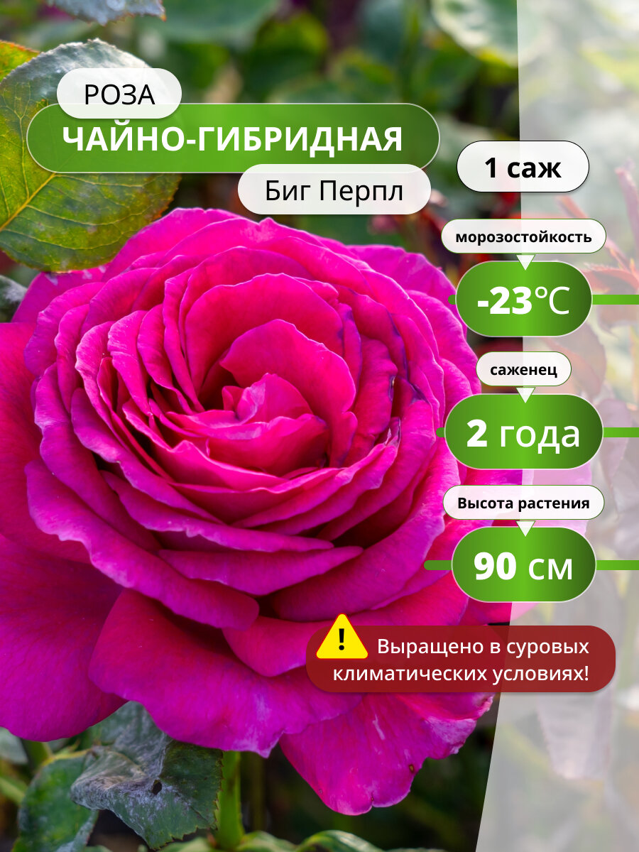 Роза чайно-гибридная Биг Перпл (Big Purple), , многолетняя, фуксия, 1шт