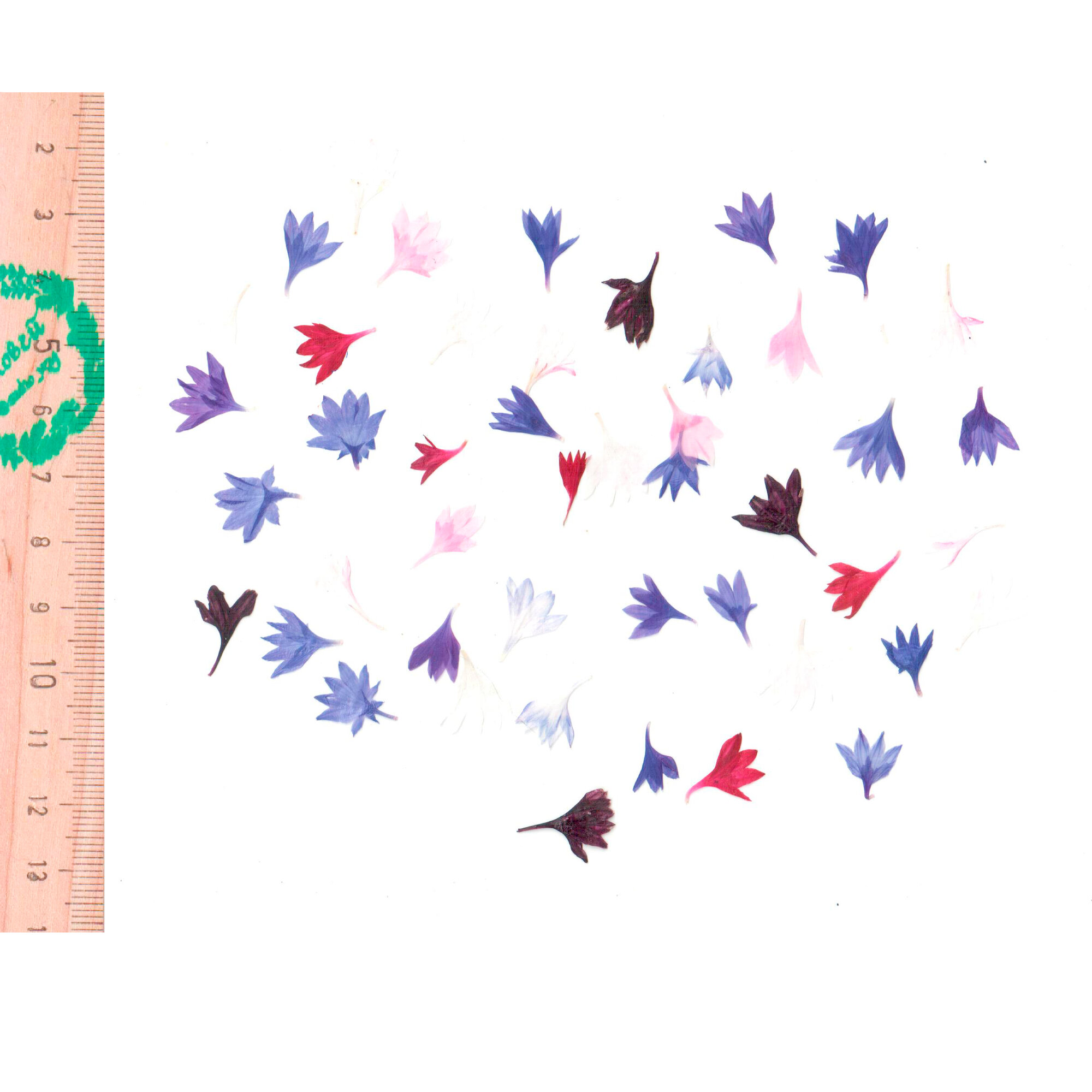 Плоские сухоцветы - Лепестки Василька, цветной микс для заливки смолой и рукоделия, 50 шт