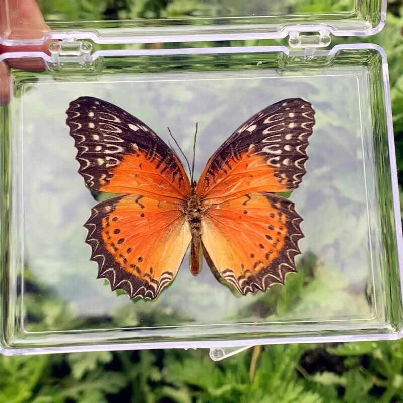 Чучело декоративное Настоящая бабочка в пластиковая коробка