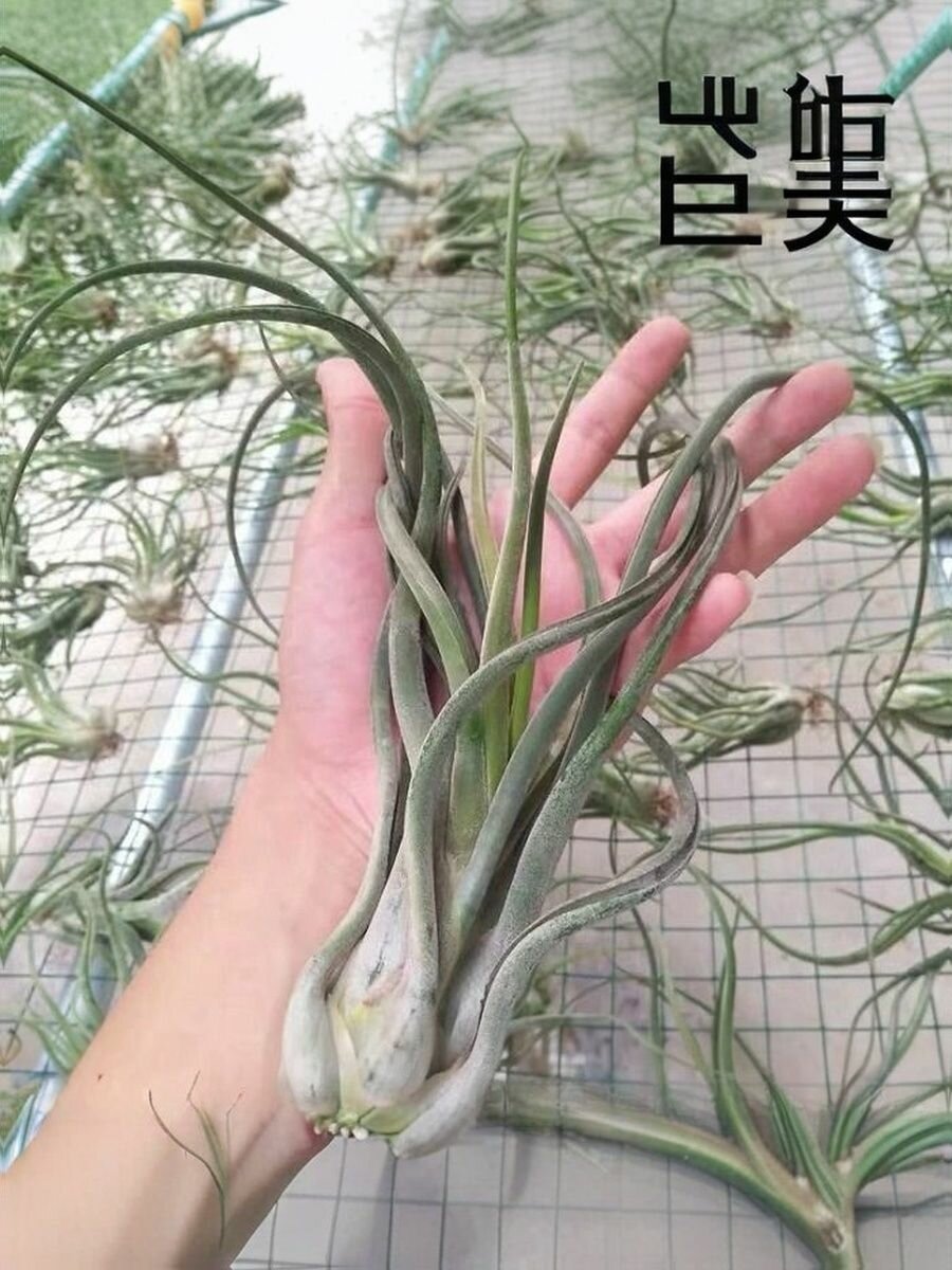 Искусственные цветы