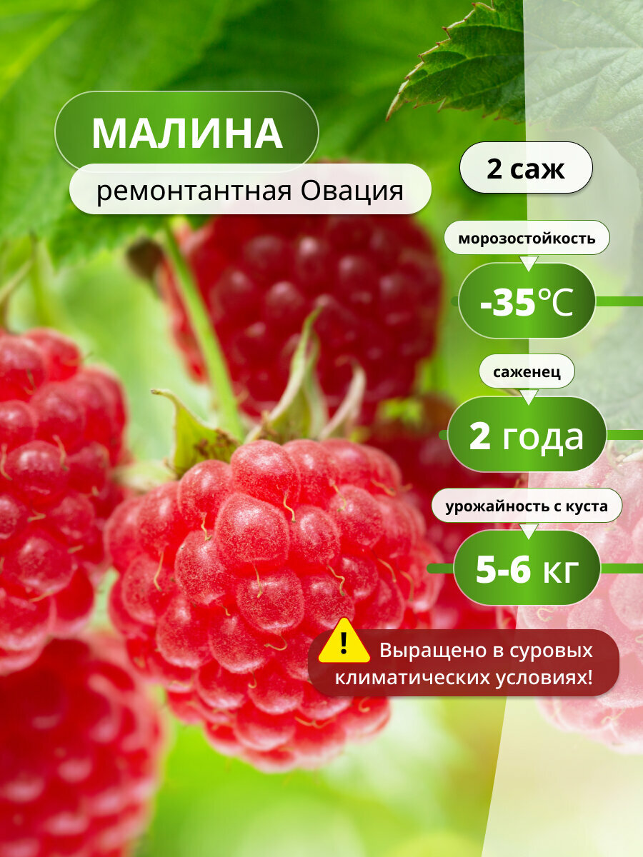 Малина ремонтантная Овация 2 шт / высокоурожайный, морозостойкий сорт