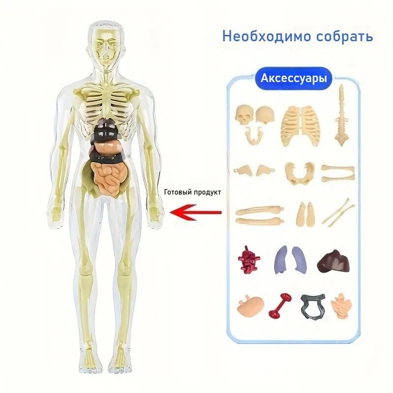 Игрушки для раннего образования, детская сборная модель, анатомия человека, висцеральная структура, скелет, развивающие игрушки