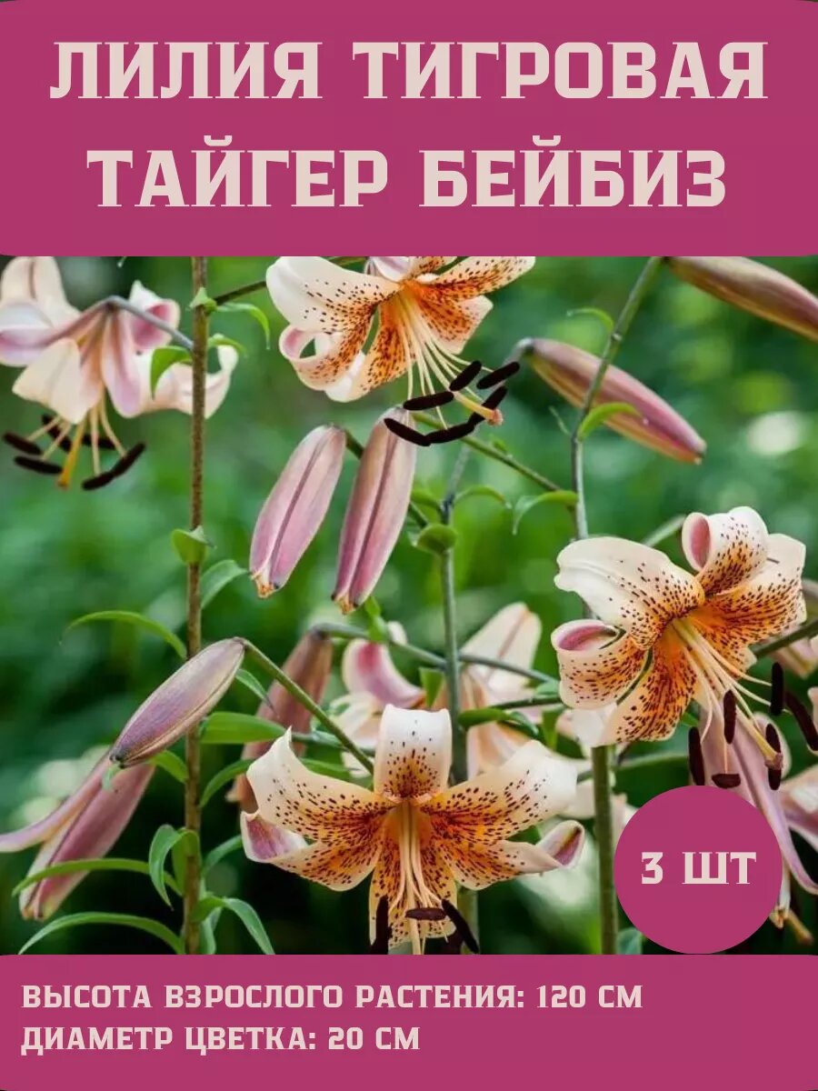 Лилия тигровая/Лилия азиатская