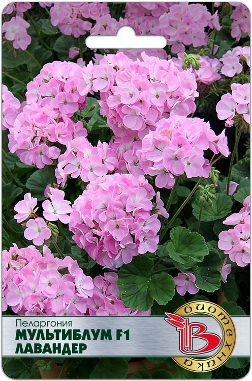Семена Пеларгония Мультиблум Лавандер F1 Биотехника