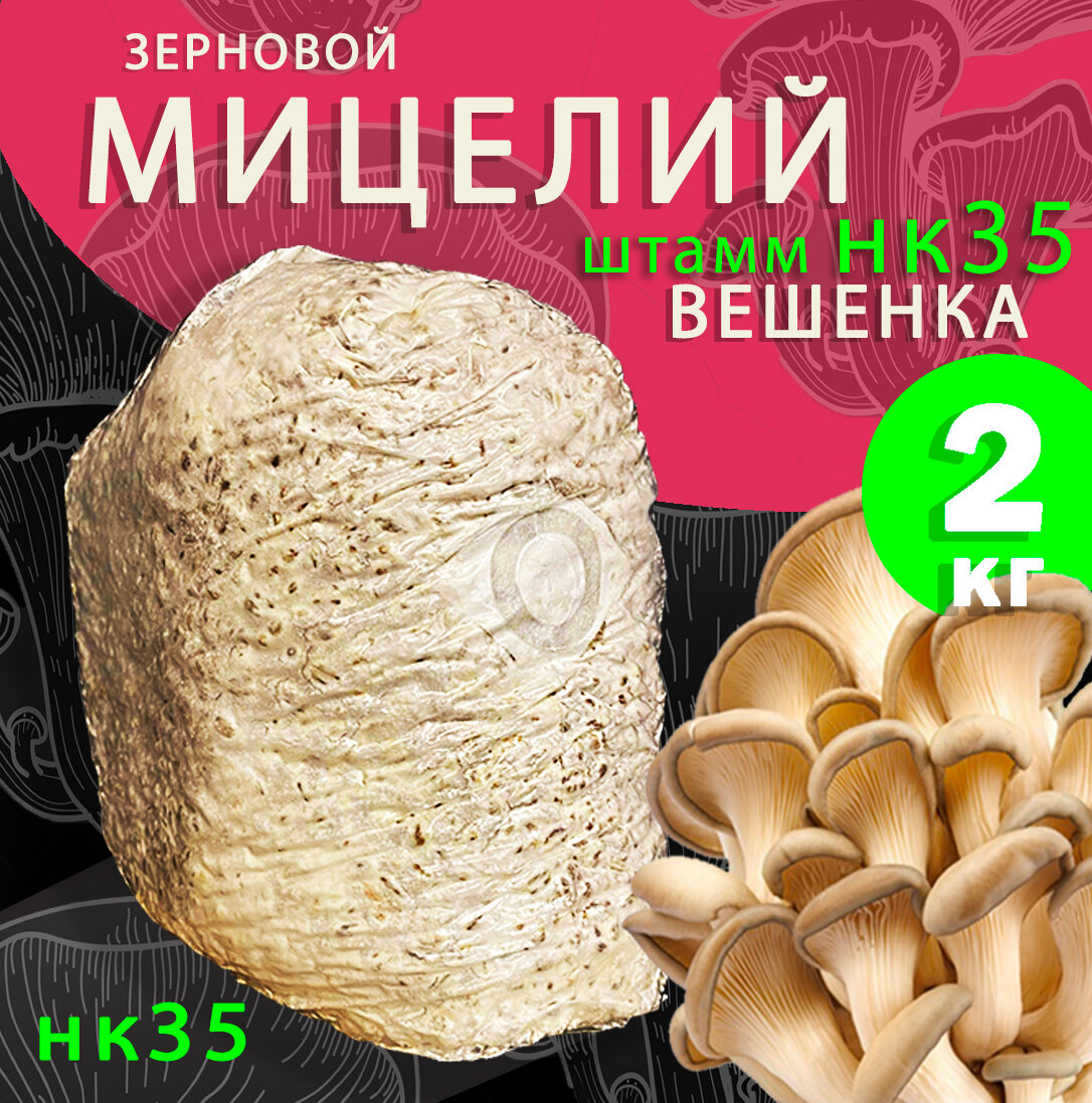 Мицелий вешенки зерновой, семена грибов (штамм НК35) - 2 кг.
