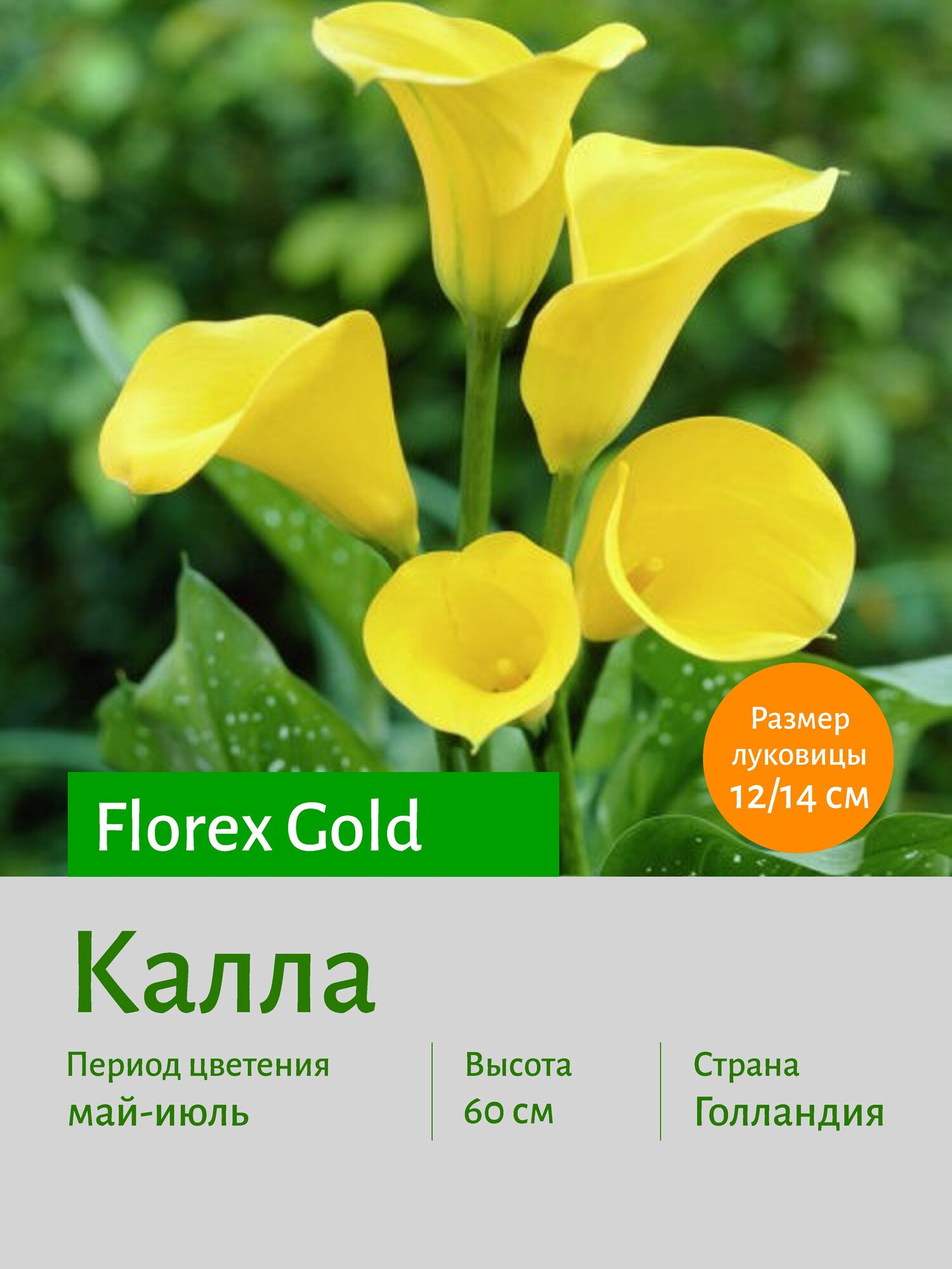 Калла Флорекс Голд (Florex Gold) 10 шт сотка Голландия