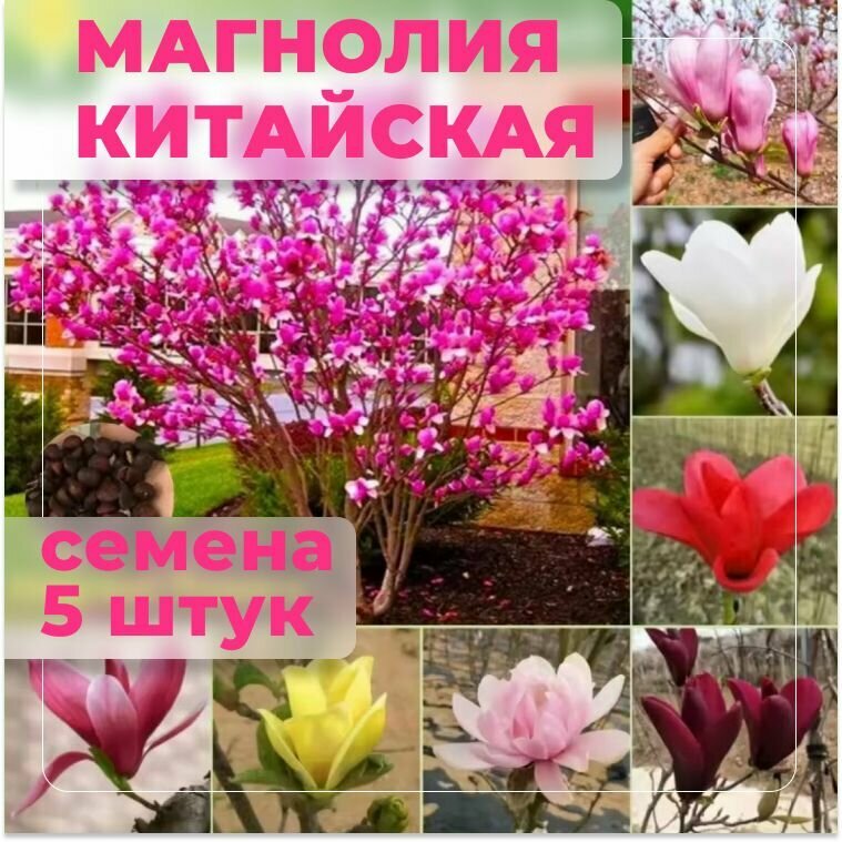 Магнолия китайская микс цветов, для дома и сада, семена 5 штук