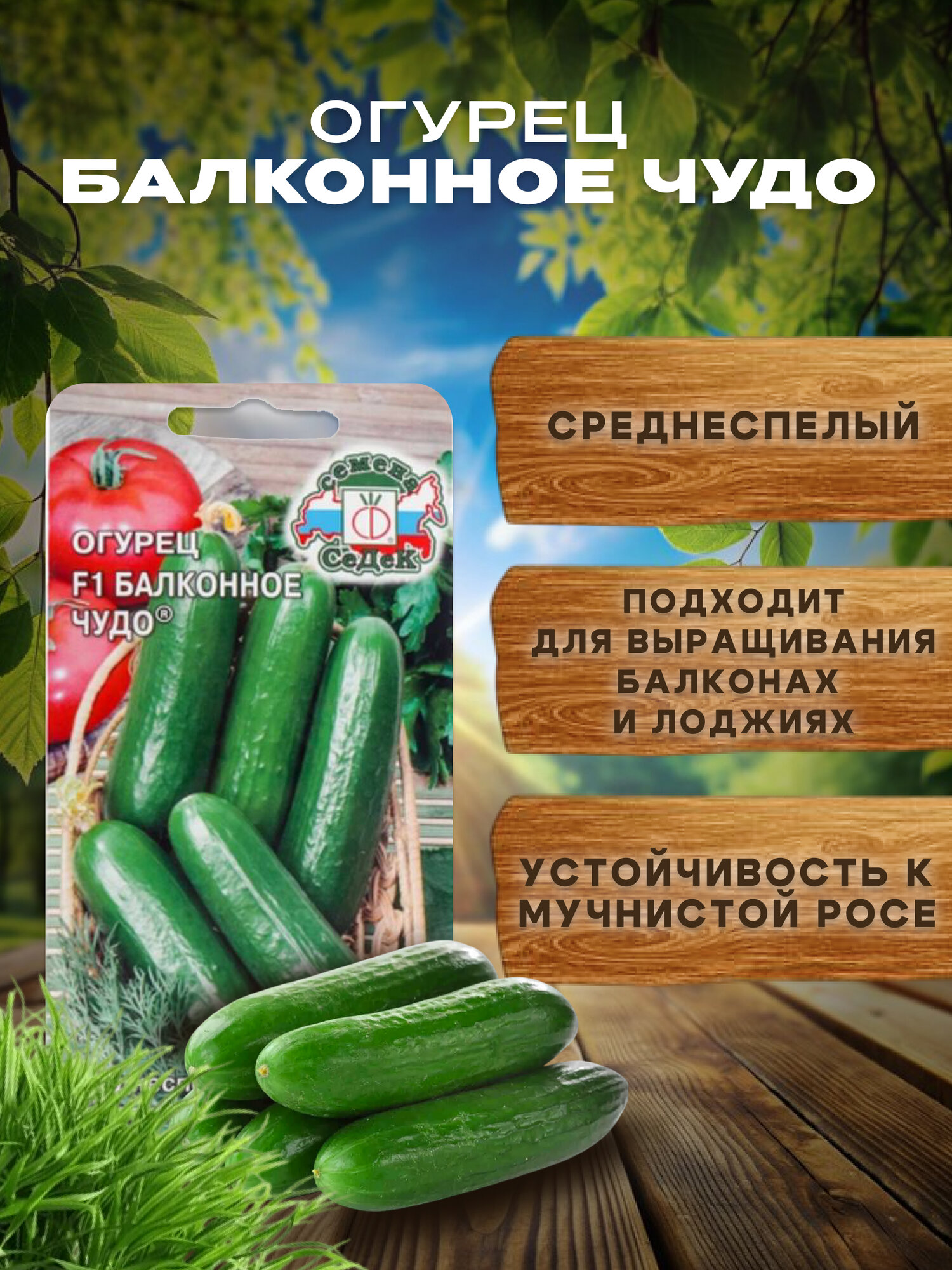 Семена балконных огурцов Балконное Чудо, огурцы для балкона и подоконника самоопыляемые.