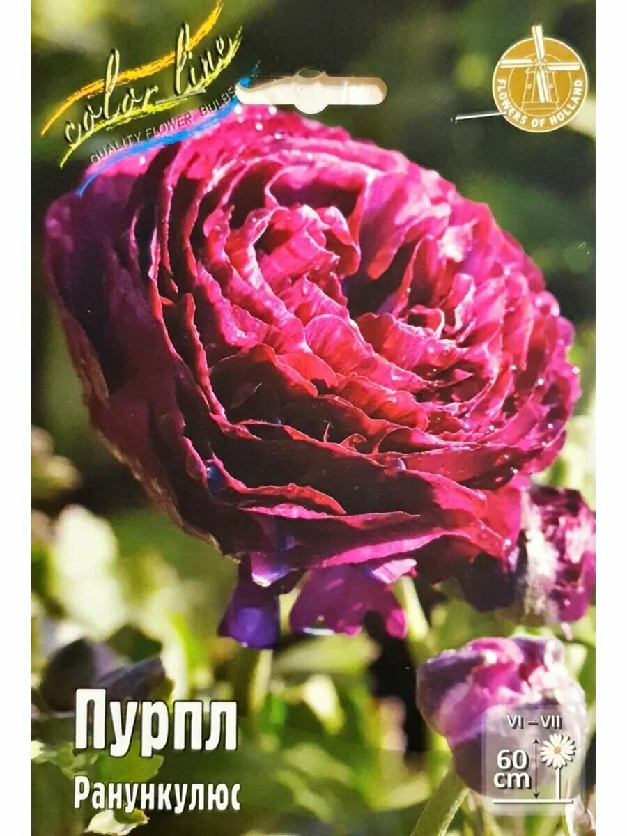 Ранункулюс пурпл