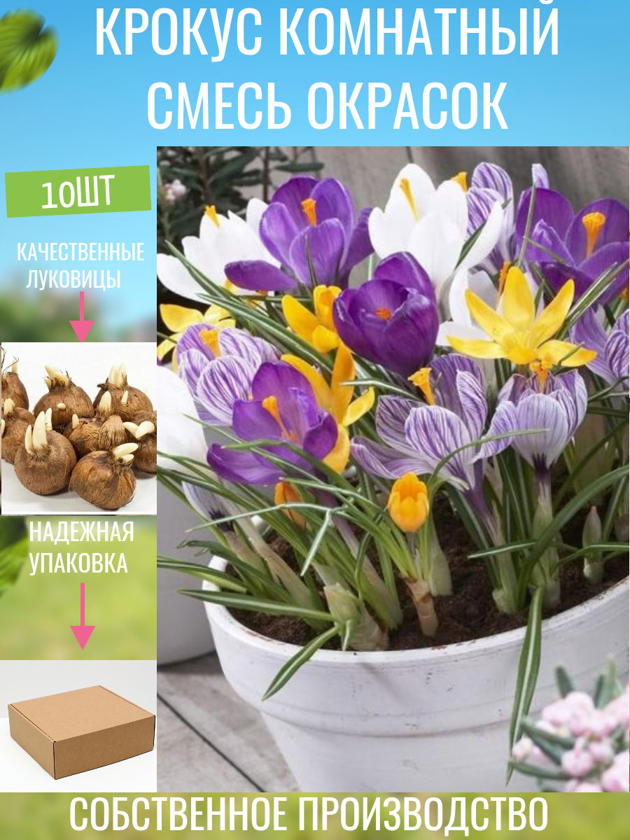 Крокус комнатный микс 10 шт.