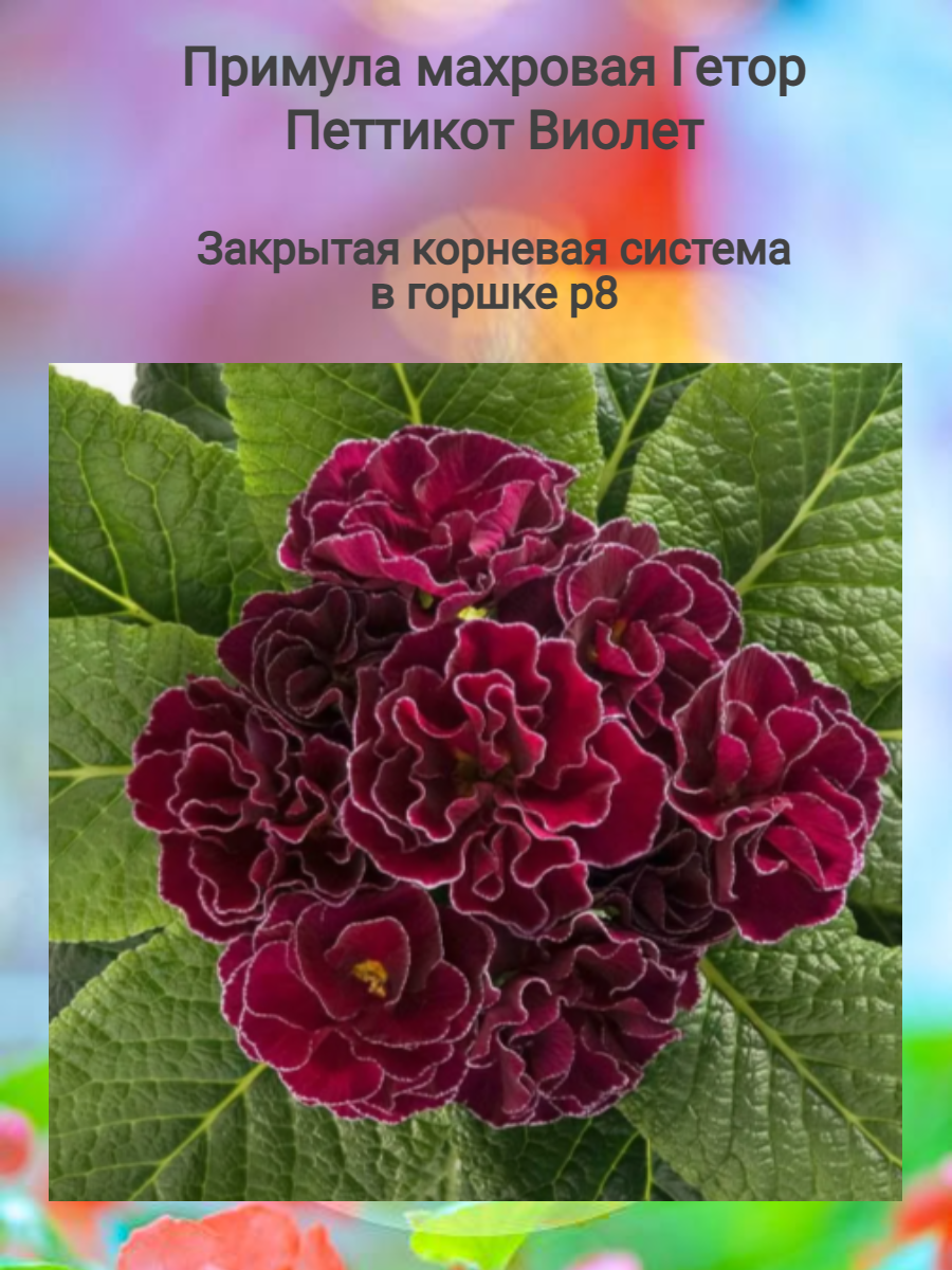 Примула махровая Гетор Петтикот Виолет