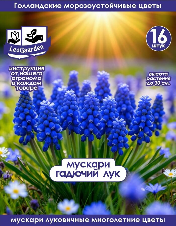 Мускари (Гадючий лук), 16 шт