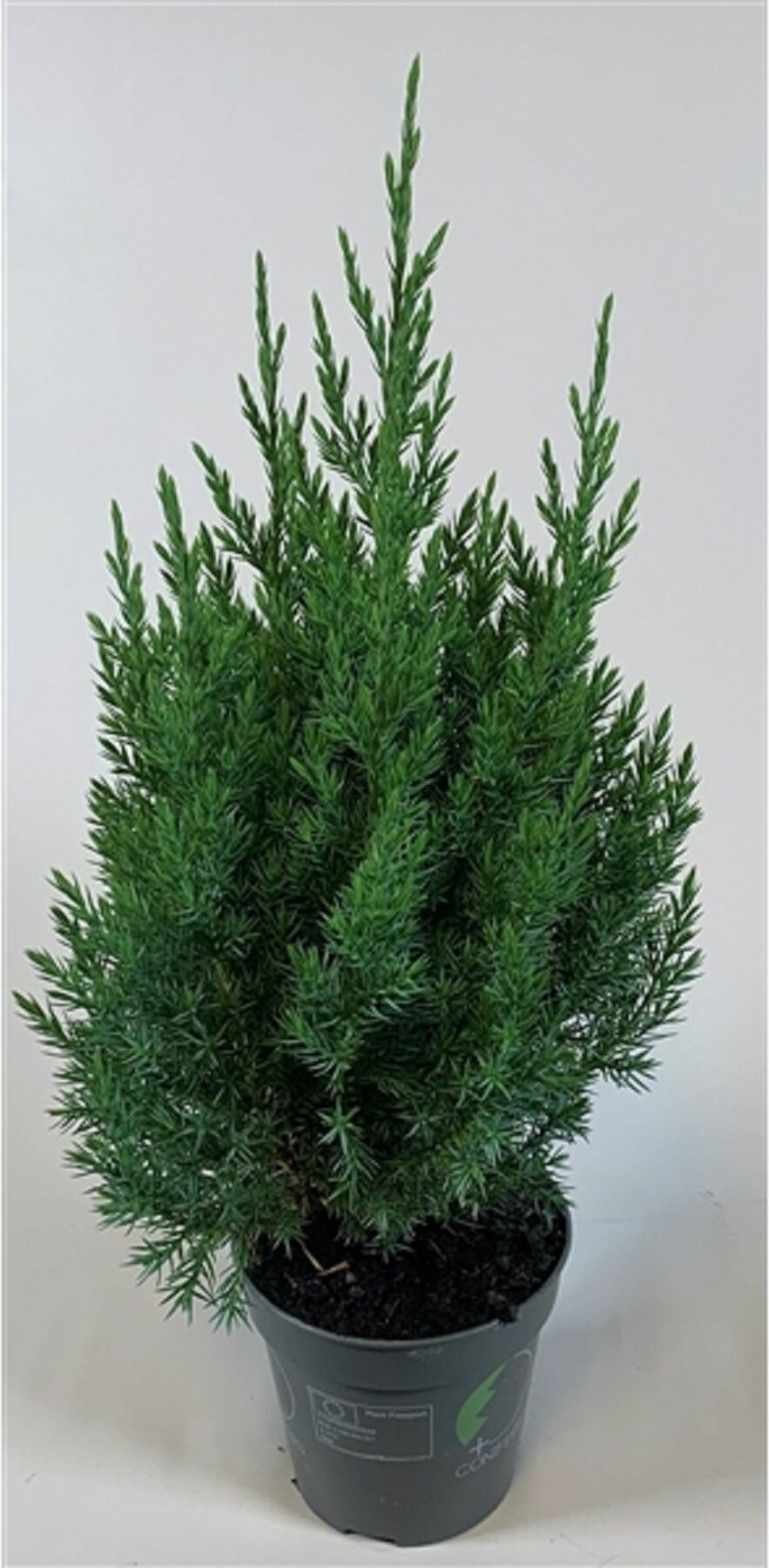 Можжевельник FLORA GROUP "Stricta", карликовый, многолетнее, хвойное, декоративное растение