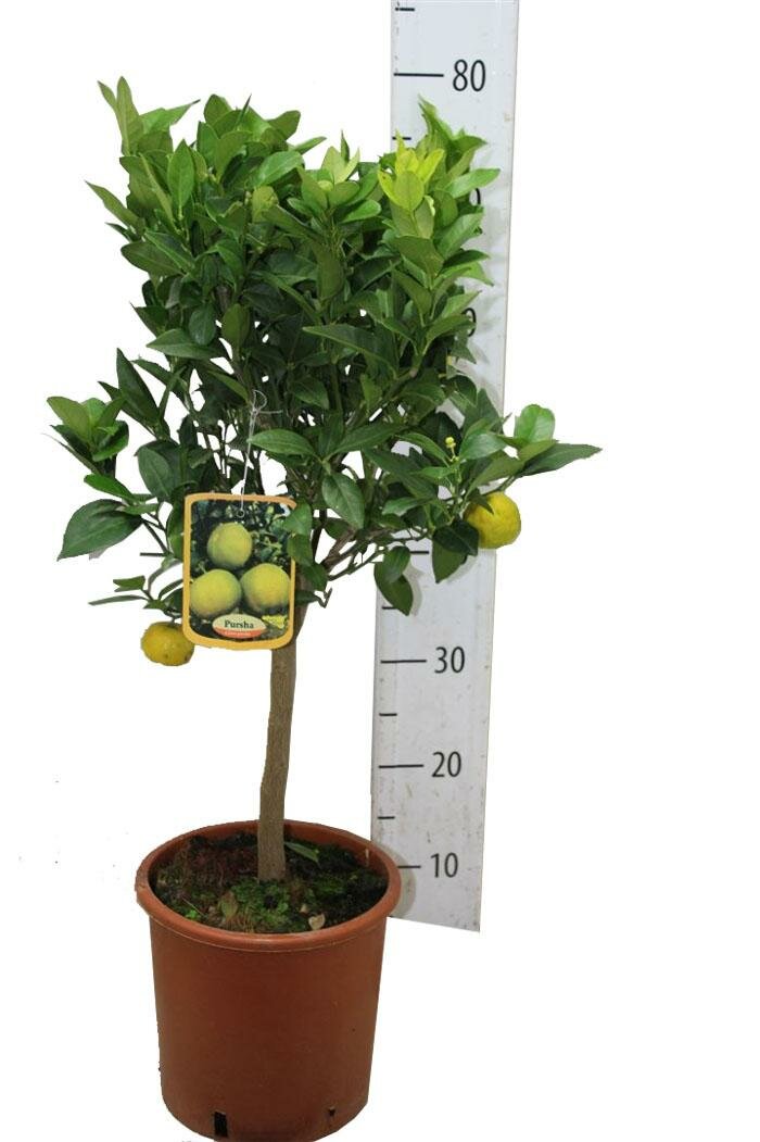 Цитрус Пурша или лиметта - Citrus pursha limetta D22 H80
